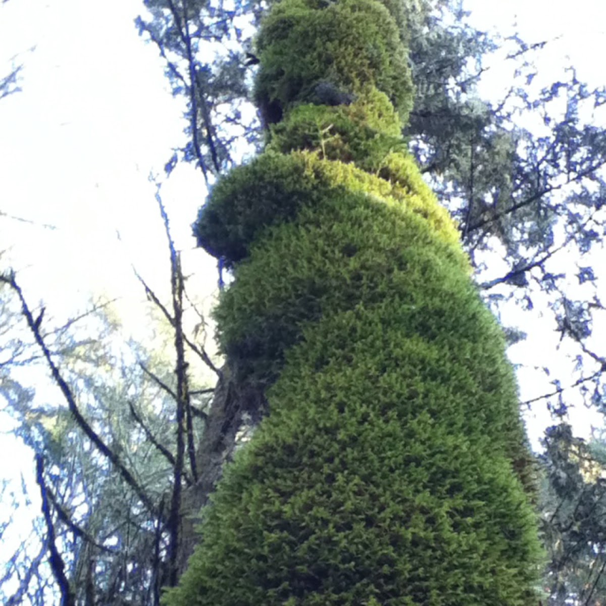 oregon beaked moss | Project Noah