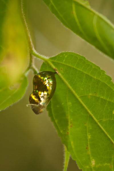 Common Crow pupa | Project Noah