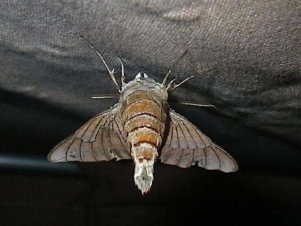 comma nephele | Project Noah