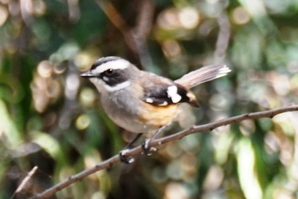 White Browed Robin ( Buff sided Form) | Project Noah