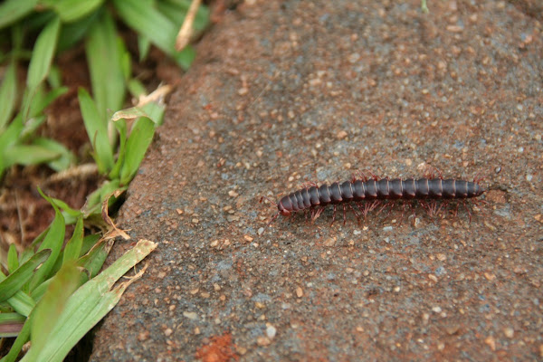 Centipede | Project Noah
