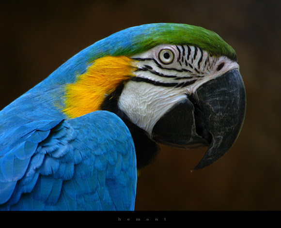 macaw | Project Noah