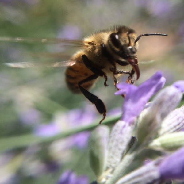 Bee (Honey bee) | Project Noah