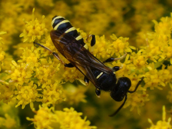 beewolf wasp | Project Noah