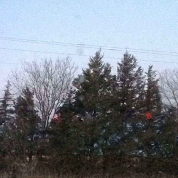 Pine tree | Project Noah