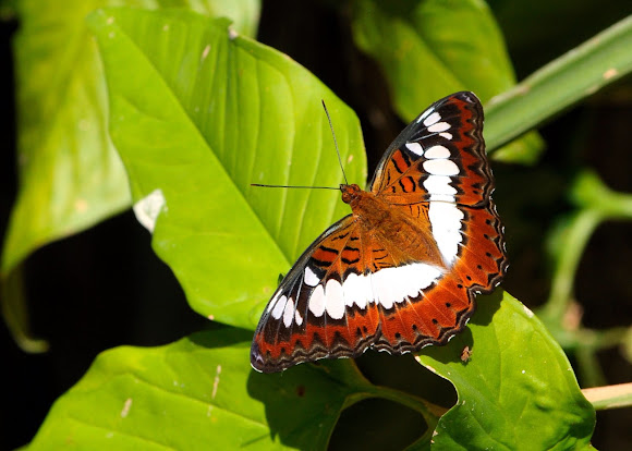 Commander butterfly | Project Noah