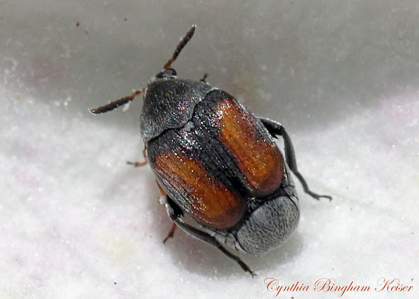 Seed Beetle | Project Noah