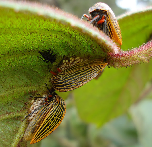 Membracid Tree hopper | Project Noah