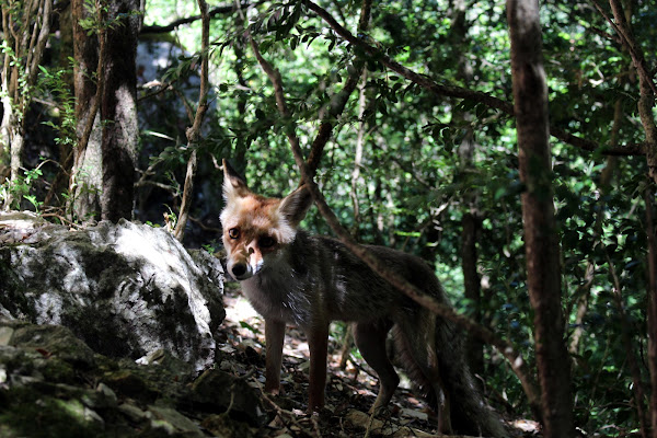 Red Fox | Project Noah