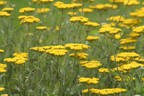 Fernleaf Yarrow | Project Noah