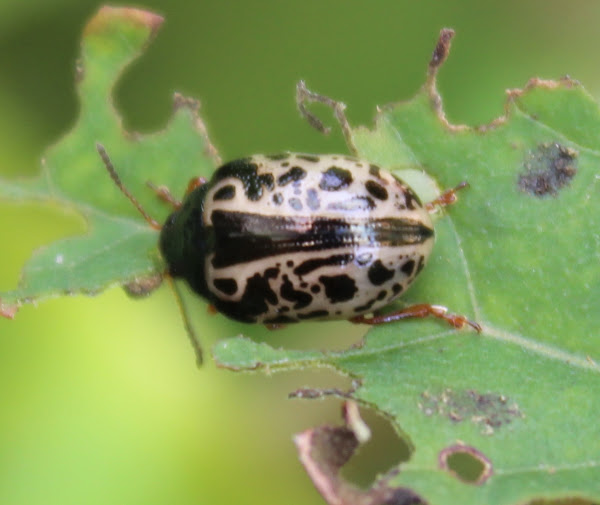 Calligraphy Beetle | Project Noah