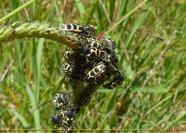 Spotted Maize Beetle | Project Noah