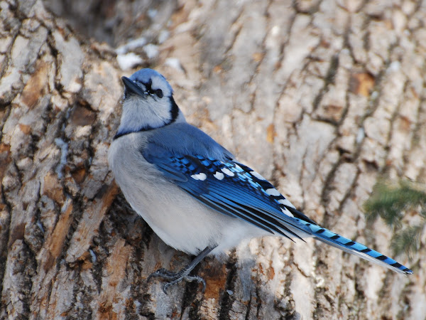 Blue Jay | Project Noah