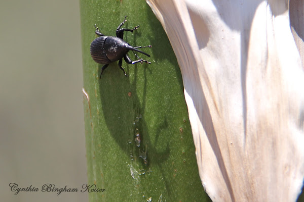 Yucca Weevil (Mating) | Project Noah