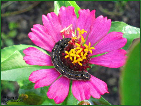 Cluster Caterpillar (Last instar) | Project Noah