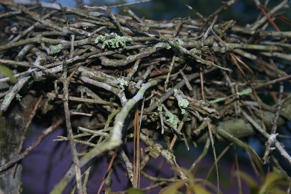 bird nest | Project Noah