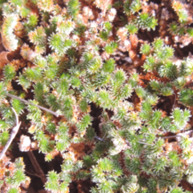 Lesser spikemoss | Project Noah