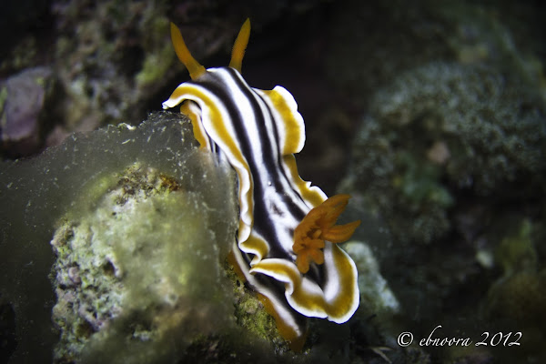 Magnificent Chromodoris | Project Noah