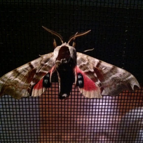 Twin-spotted Sphinx Moth | Project Noah
