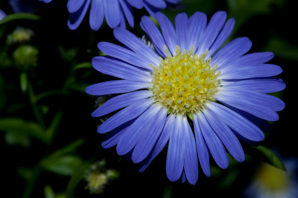 Aster | Project Noah