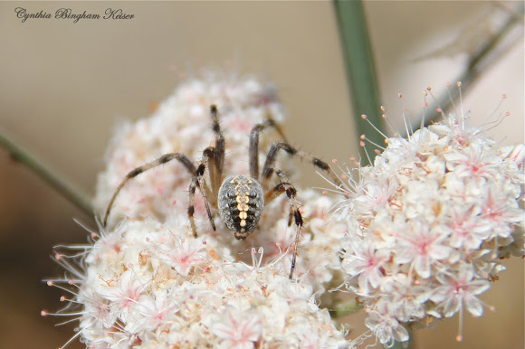 Western Spotted Orbweaver | Project Noah