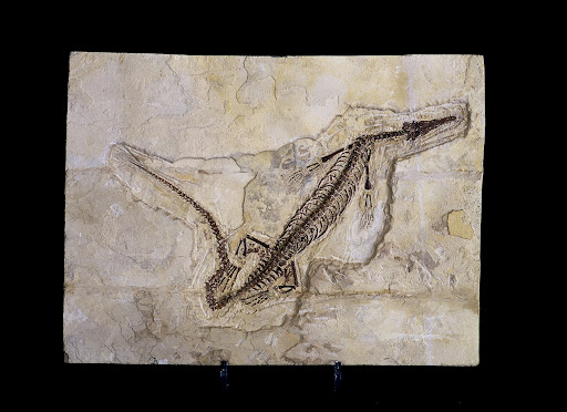 Mesosaurus sp. — Google Arts & Culture