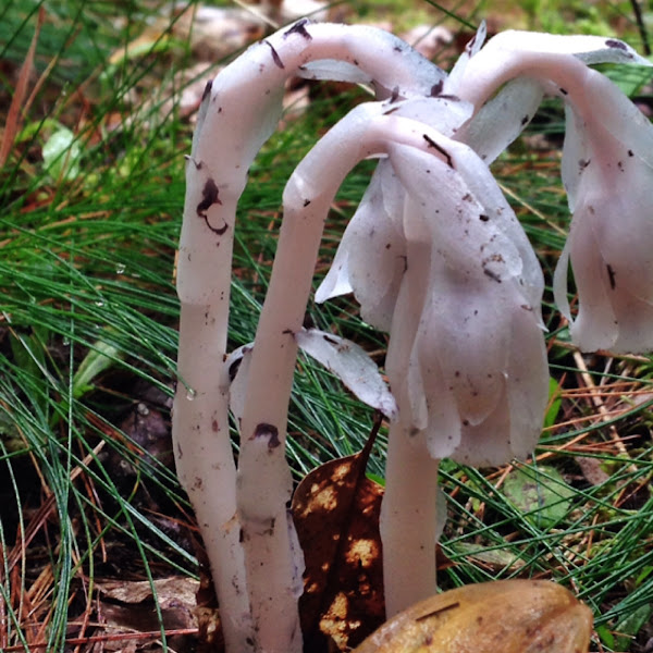 Indian Pipes | Project Noah