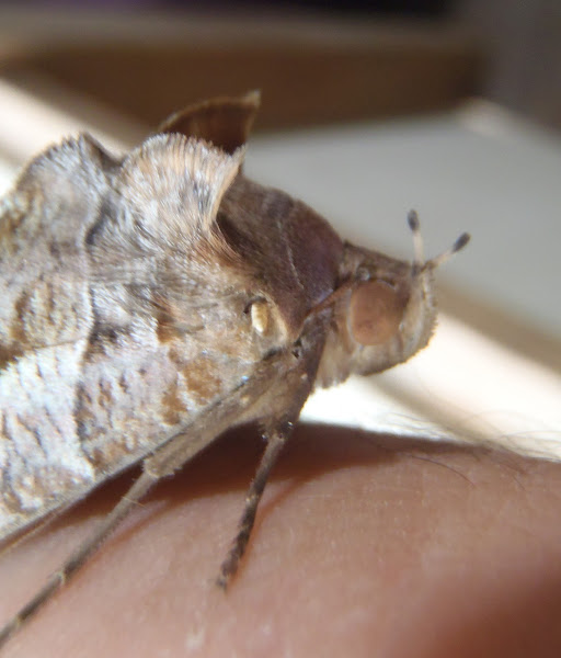 Bat-mimic Moth | Project Noah