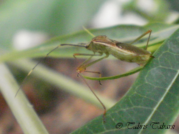 [S] Slender Rice Bug, Walang Sangit | Project Noah