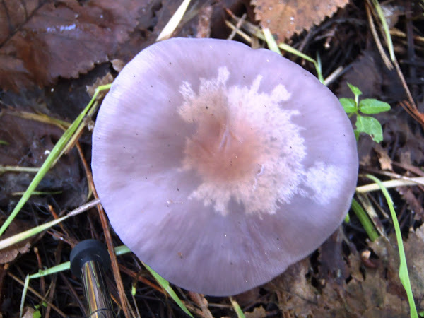 Seta Mycena rosea | Project Noah