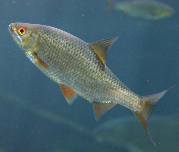 Common Roach | Project Noah