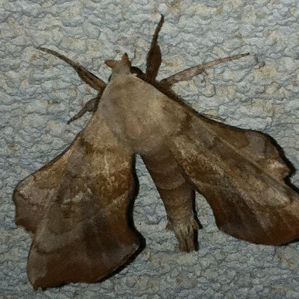 Walnut Sphinx | Project Noah
