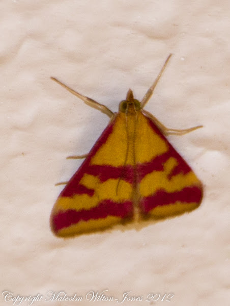 Scarce Crimson and Gold Moth | Project Noah