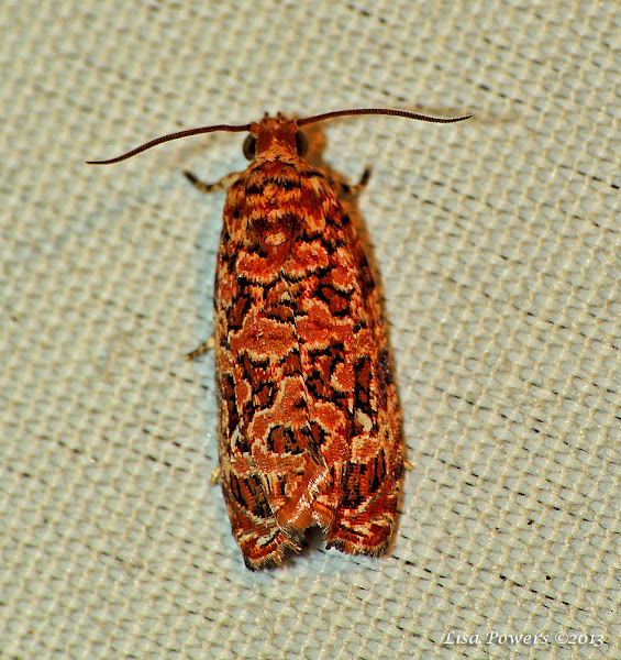 Labyrinth Moth | Project Noah