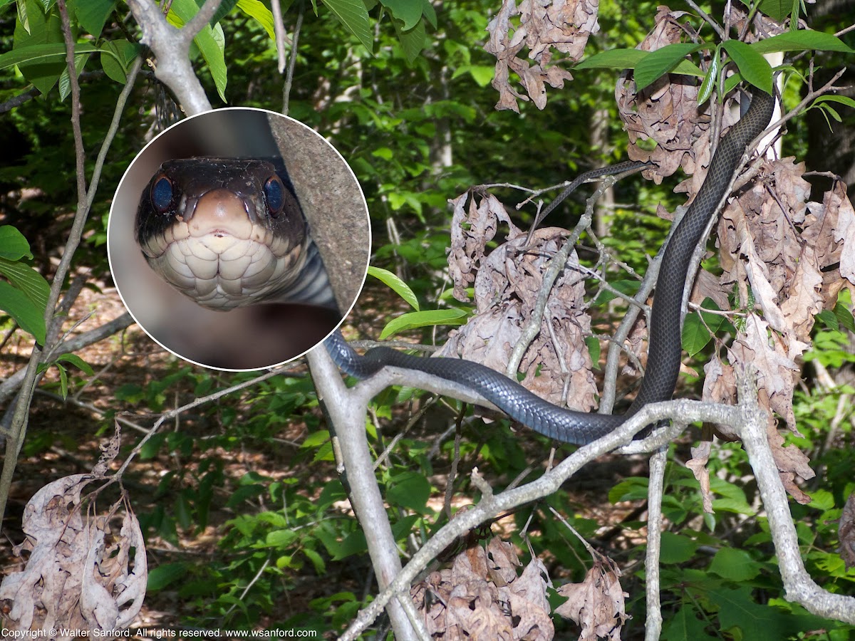 Northern Black Racer | Project Noah