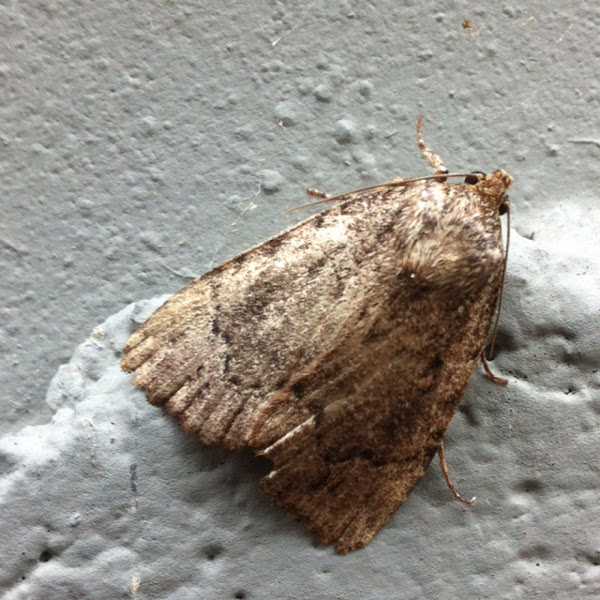 Copper Underwing | Project Noah