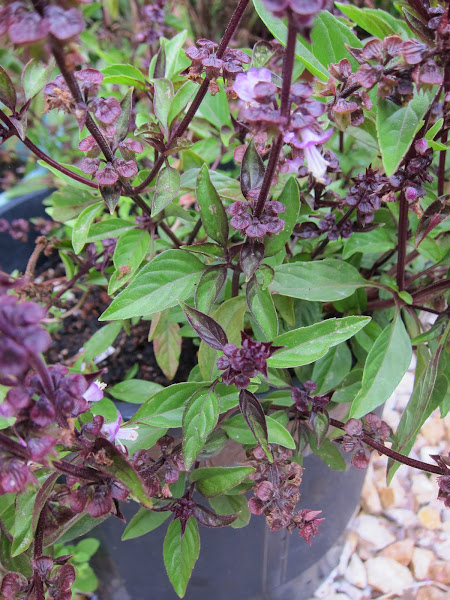 Holy Basil | Project Noah