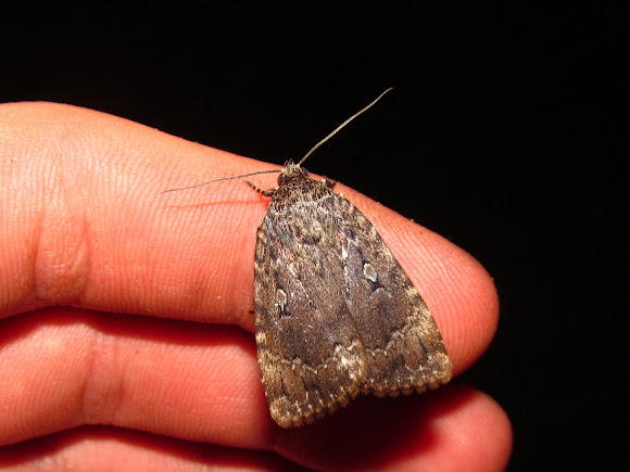 Copper Underwing | Project Noah