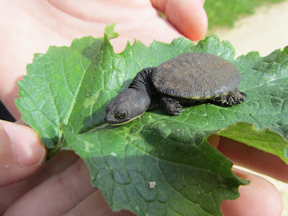 Oblong Turtle | Project Noah