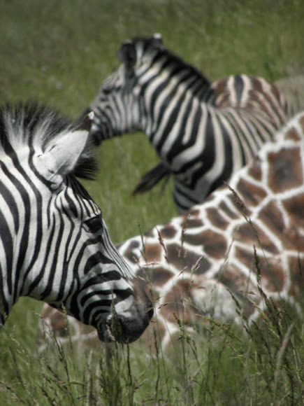 Damara Zebra | Project Noah