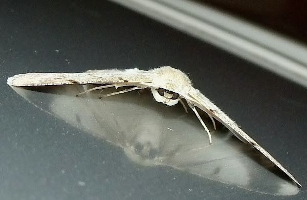 White Looper Moth | Project Noah