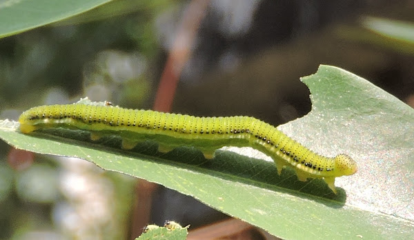 Common Emigrant Caterpillar | Project Noah