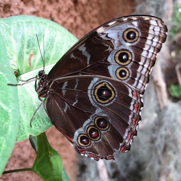 Blue Morpho | Project Noah