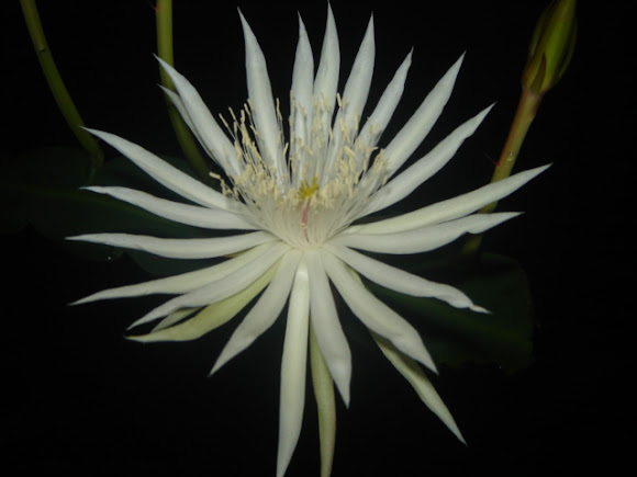 Kadupul flower | Project Noah