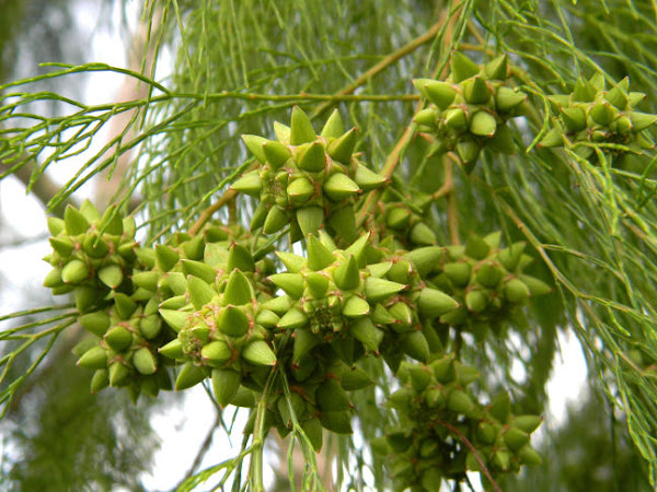 pohon kasuari, cassowary tree | Project Noah
