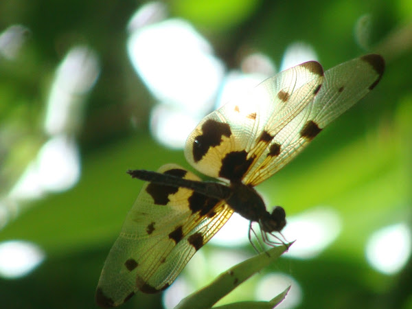 Common Picture Wing | Project Noah