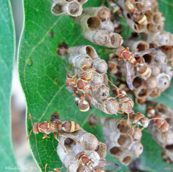 Paper wasps nest | Project Noah