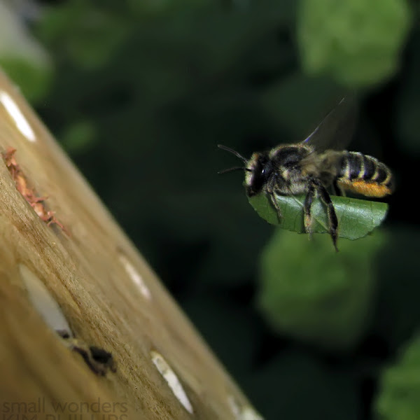Leafcutter Bee Nesting | Project Noah