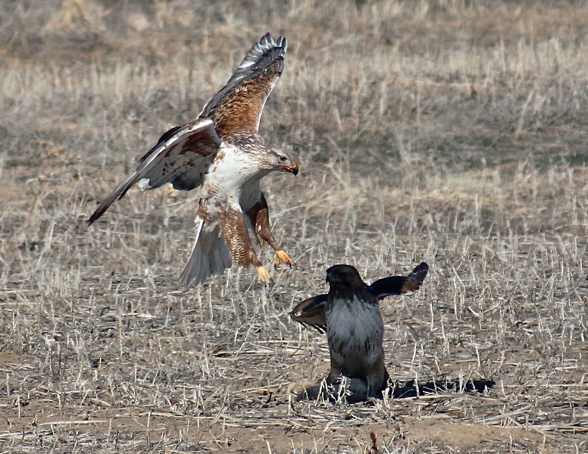 Ferruginous Hawk | Project Noah