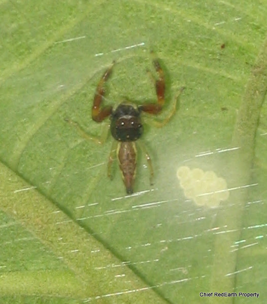 Scorpion Mimicking Jumping Spider | Project Noah